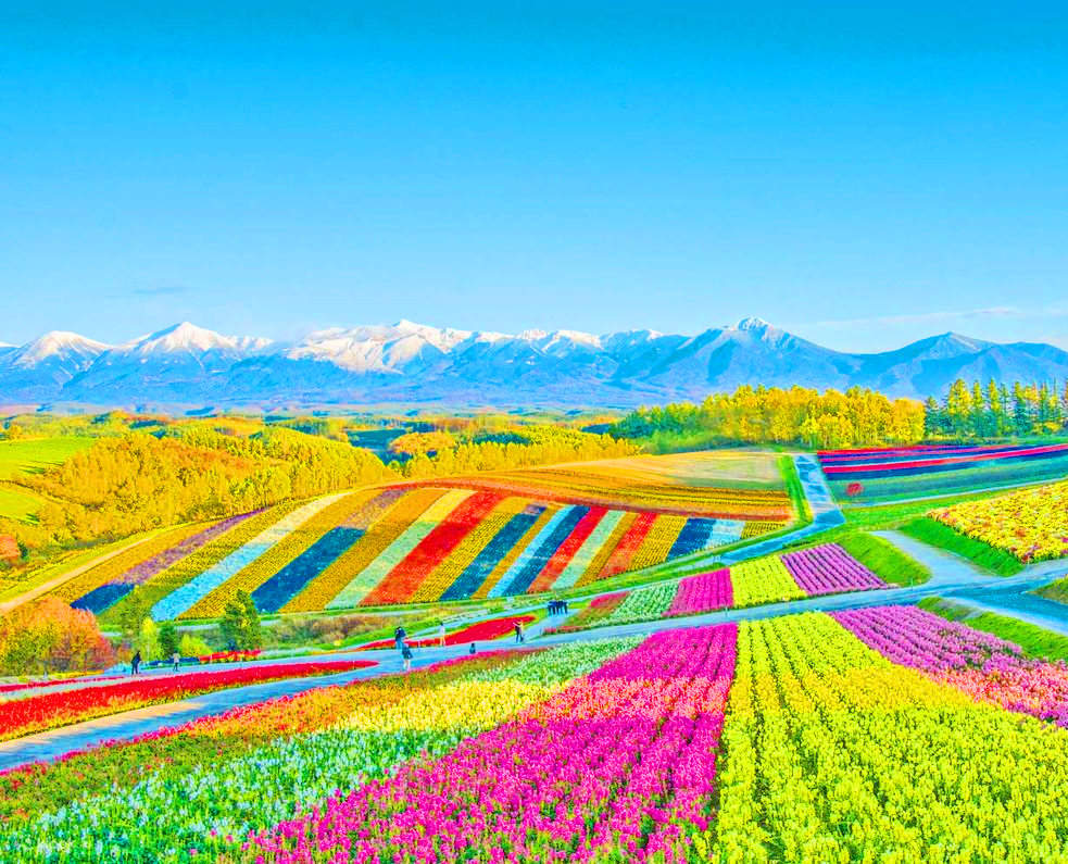 [Summer Only] One-Day Tour in Biei and Furano, Hokkaido｜Nanabishi Tree ...